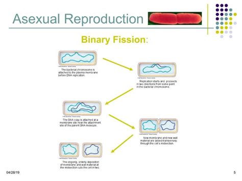 44 Bacteria Reproduction Presentation Ppt
