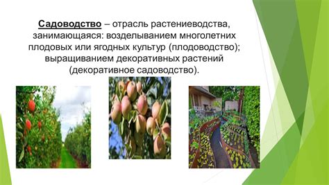 Презентация к уроку "Технология растениеводства". 5 класс