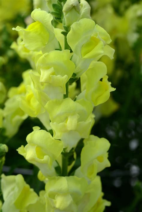 Snapdragon Pictures National Garden Bureau Yearofthesnapdragon