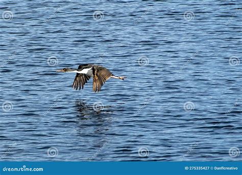 Sea Bird Flying Over Ocean Stock Image Image Of Water 275335427
