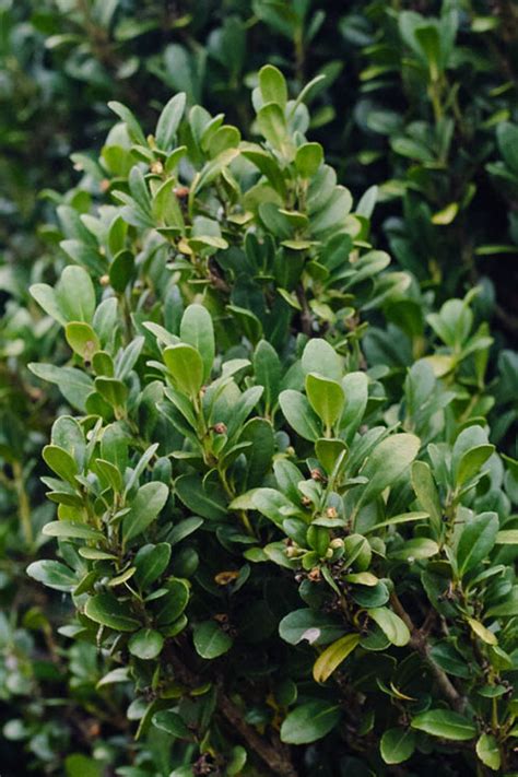 Buy Chubby Hubby Japanese Holly Free Shipping Wilson Bros Gardens