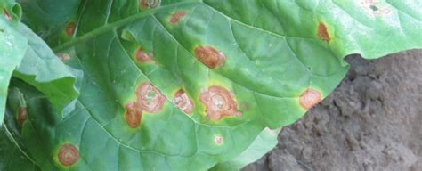 Angular Leaf Spot Maguires