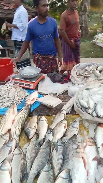 বর্তমান সময়ে মাছের দাম কেমন জেনে নেওয়া যাক Newvideo Fish মাছবাজার