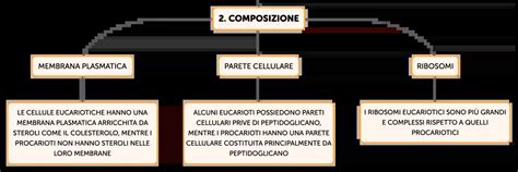 Differenze Tra Cellule Eucariotiche E Procariotiche Algor Cards