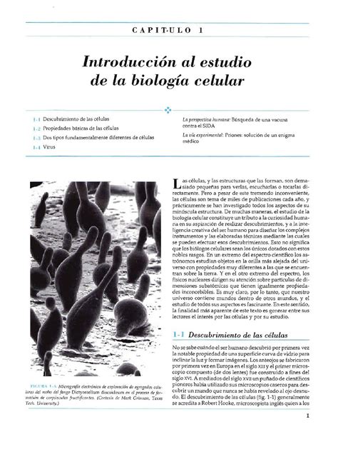 Proteínas Quinasas S6 Ribosomales 90 Kda Proteínas Quinasas S6