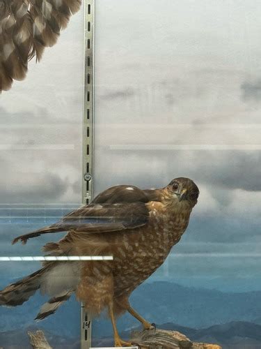 Bird Sight Id Flashcards Quizlet