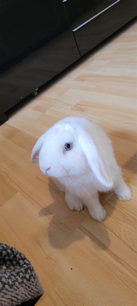 White Mini Lop Rabbits