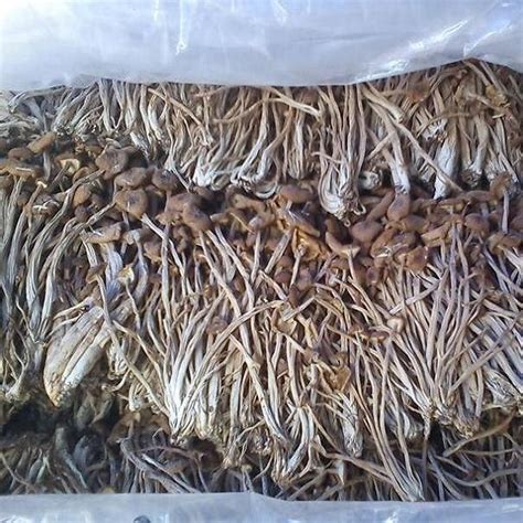 龙川茶树菇详细介绍特点 鉴别 龙川特产 特色谷
