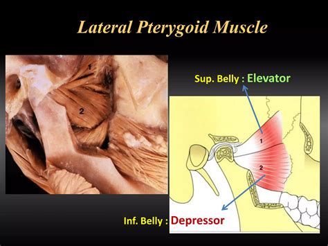 Tmds And Occlusal Splints Therapy Ppt