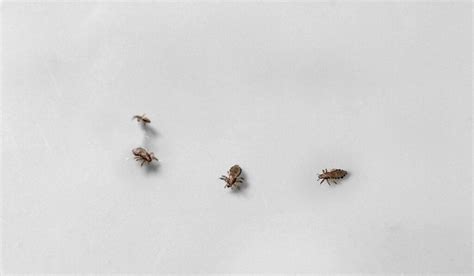 What Do I Do If I Have Nits But No Lice
