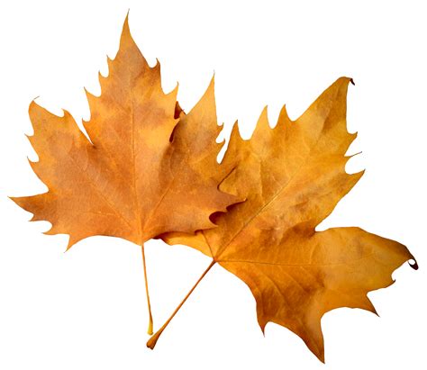 Falling Leaves Png
