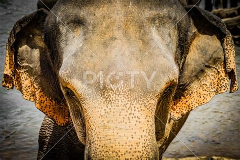 野生の象のイメージ（スリランカ・ピンナワラ） Id 21028 ご当地写真・イラスト素材サイト Pictyピクティ