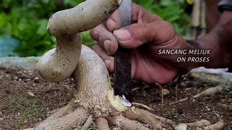 Proses Pembesaran Batang Bonsai Sancang Meliuk Ekstrim YouTube