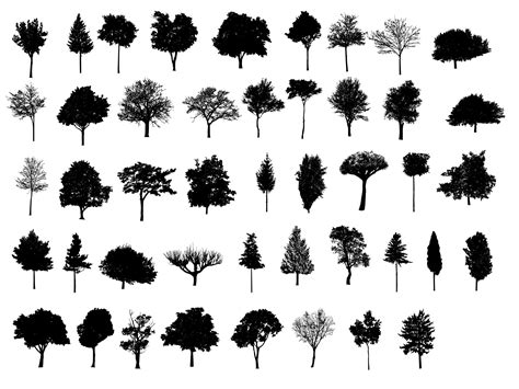 Black Tree Silhouette No Background