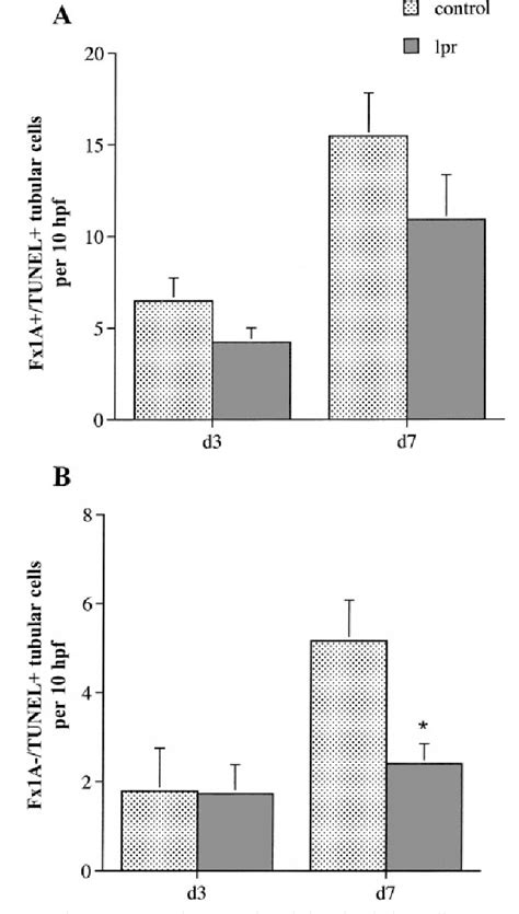 Figure 3 From Role Of Fas Cd95 In Tubulointerstitial Disease Induced