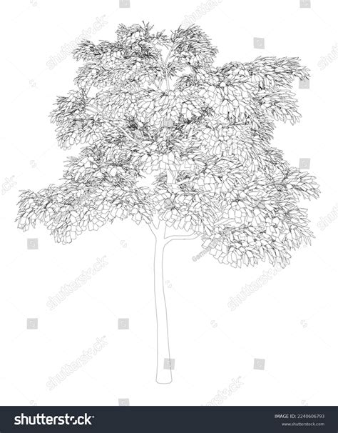 Outline Detailed Tree Black Lines Isolated Stock Illustration Shutterstock