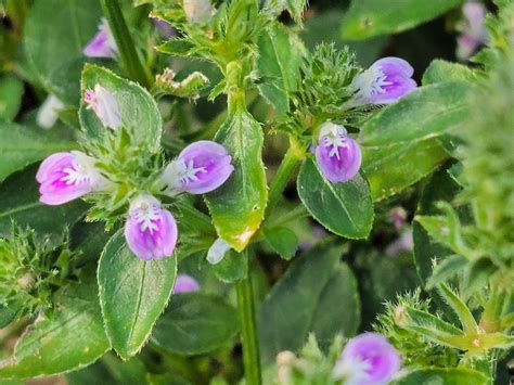 늦가을 들판에 핀 작은 풀꽃들