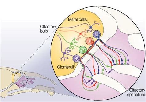 Structure Overview Of The Olfactory System In Rodents The Olfactory Download Scientific