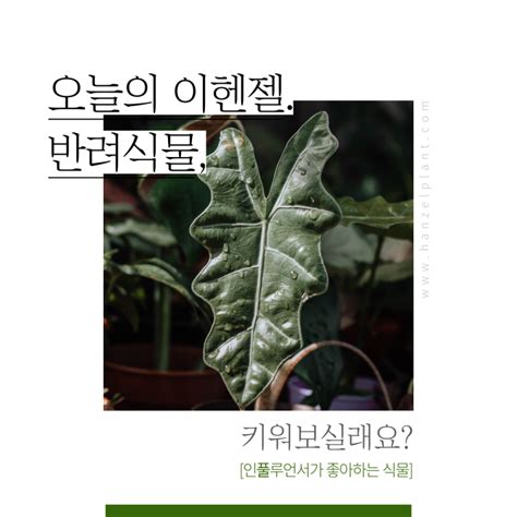 오늘의 반려식물 추천 알로카시아