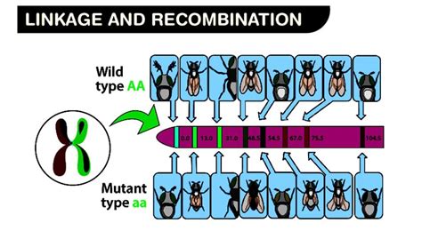 Genetic Mapping Techniques Explained Linkage And Recombination