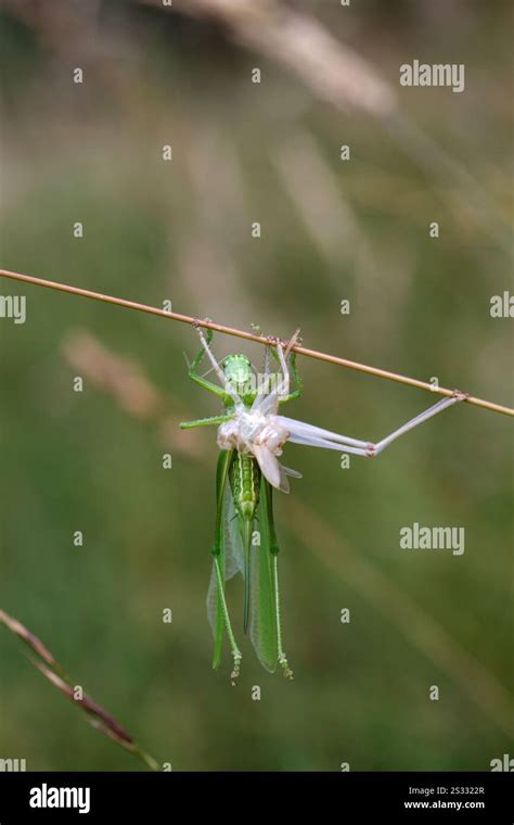 A Grasshopper Undergoing Its Molting Process Shedding Its Exoskeleton To Grow With Its Body In