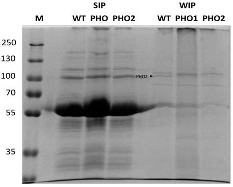 Gradual Analytics Of Starch Interacting Proteins Revealed The
