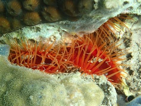 Limidae