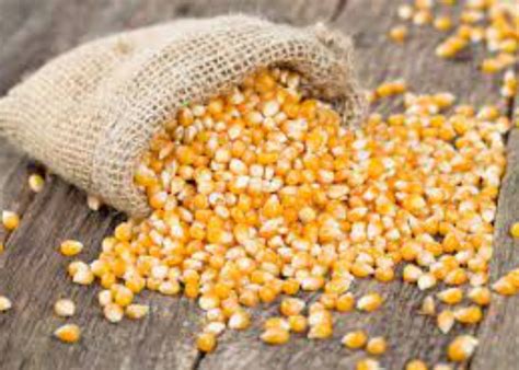 Why Do Popcorn Kernels Not Pop Popcorn Is Always Nothing Less Than