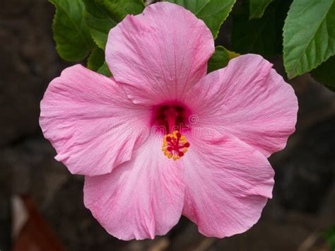 Flor Hawaiana Hermosa Foto De Archivo Imagen De Hawai 64170660