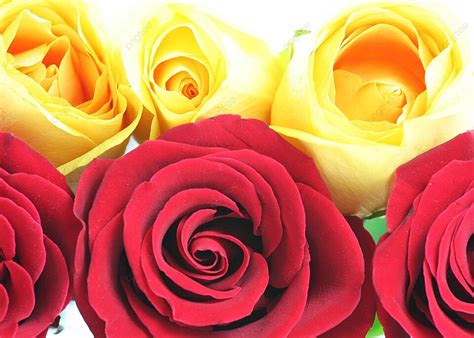 Three Red And Three Yellow Roses Stem Red Anniversary Photo Background