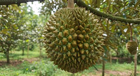 Close Up View Of A Spiky Durian Fruit Hanging On A Branch In A Tropical