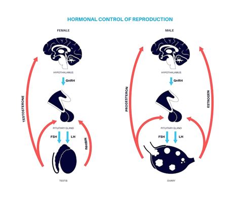 Premium Vector Hormonal Control Of Male And Female Reproduction Brain Ovary And Testis