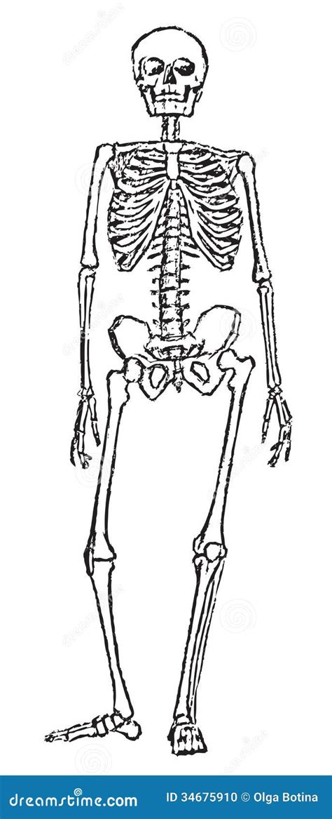 Skeleton Anatomy Stock Vector Illustration Of Physiology 34675910
