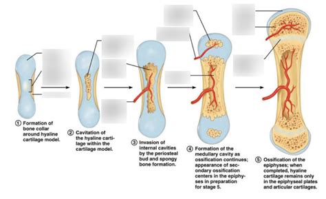 Diagram Of Cartilage Ossification Quizlet