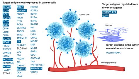 Antibody Drug Conjugates A Comprehensive Guide