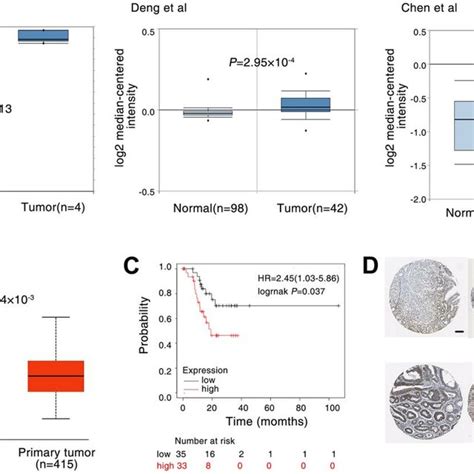 Ddx5 Expression Is Correlated With Poor Patient Survival In Gastric Download Scientific Diagram
