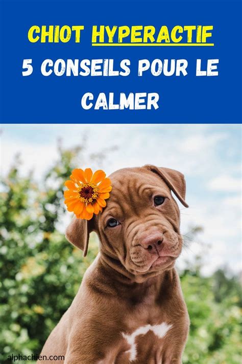 Chiot Hyperactif 5 Conseils Pour Le Calmer Artofit