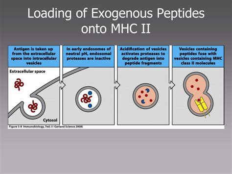 Ppt Micr 304 Immunology And Serology Powerpoint Presentation Free