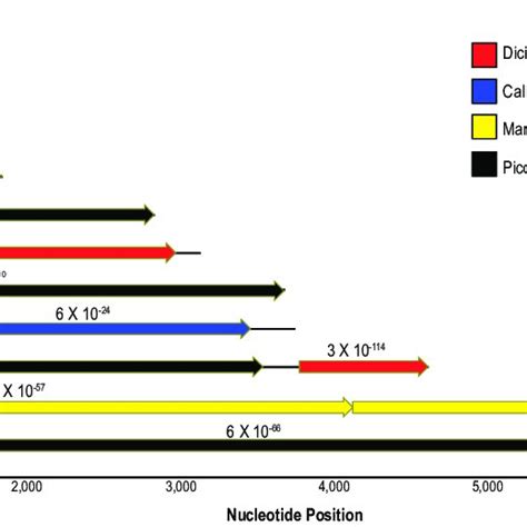 Maps Of Contiguous Sequences Matching Picornavirales Recovered In This
