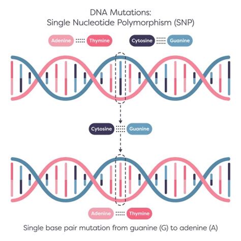 Dna Mutations Base Substitutions Royalty Free Vector Image