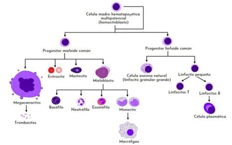 Que Es Hematopoyesis