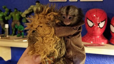 Maddiethemonkey Hope Everyones Been Hanging In There During The