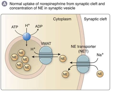 Catecholamines And Indolamines Flashcards Quizlet
