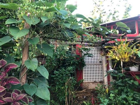 Some Hbwr Lsa Was Pure Bliss For Me Except The Initial Nausea R