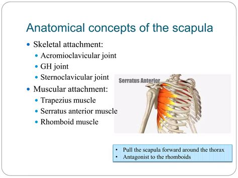 Scapular Dyskinesis PPTX