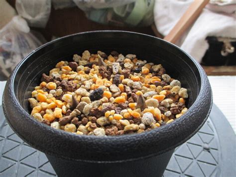 Yahoo オークション 山野草 コシノコバイモ 越の小貝母