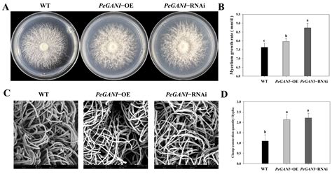Jof Free Full Text Transcriptome Analysis Reveals The Function Of A