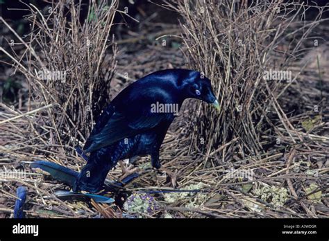 Satin Bowerbird Ptilonorhynchus Violaceus Australia Male Female Stock