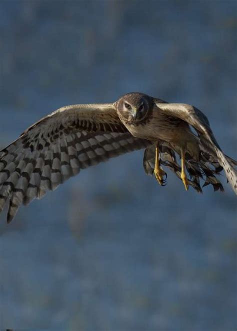 Diet Of Montagu S Harriers Circus Pygargus Wintering In India