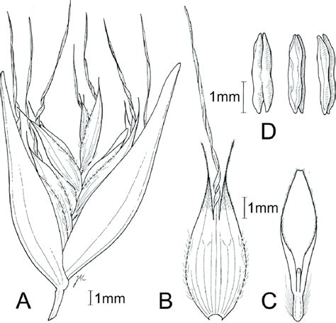 Danthonia Intermedia Subsp Intermedia A Spikelet B Lemma Back C Download Scientific